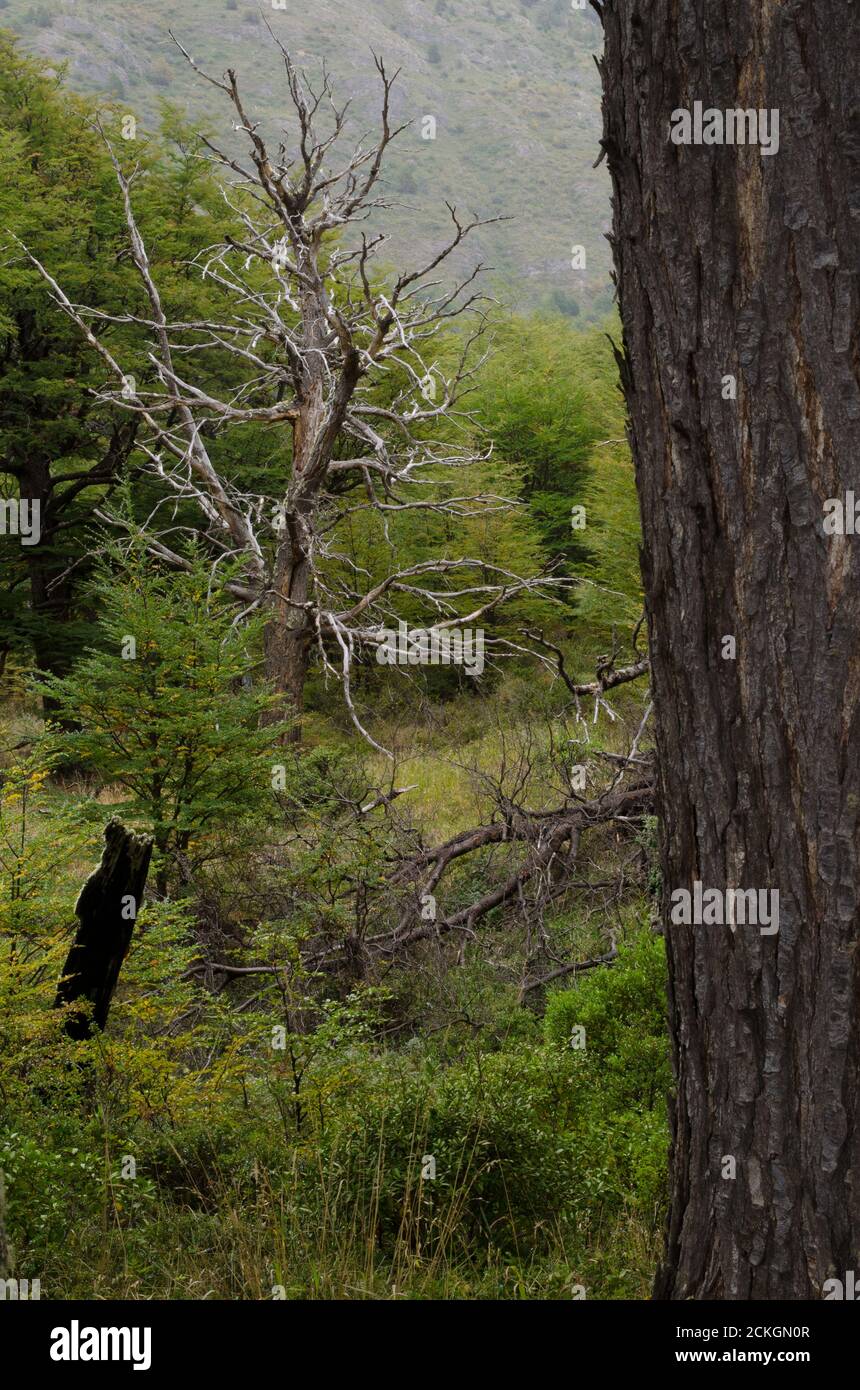 Dead tree in Torres del Paine National Park. Ultima Esperanza Province ...