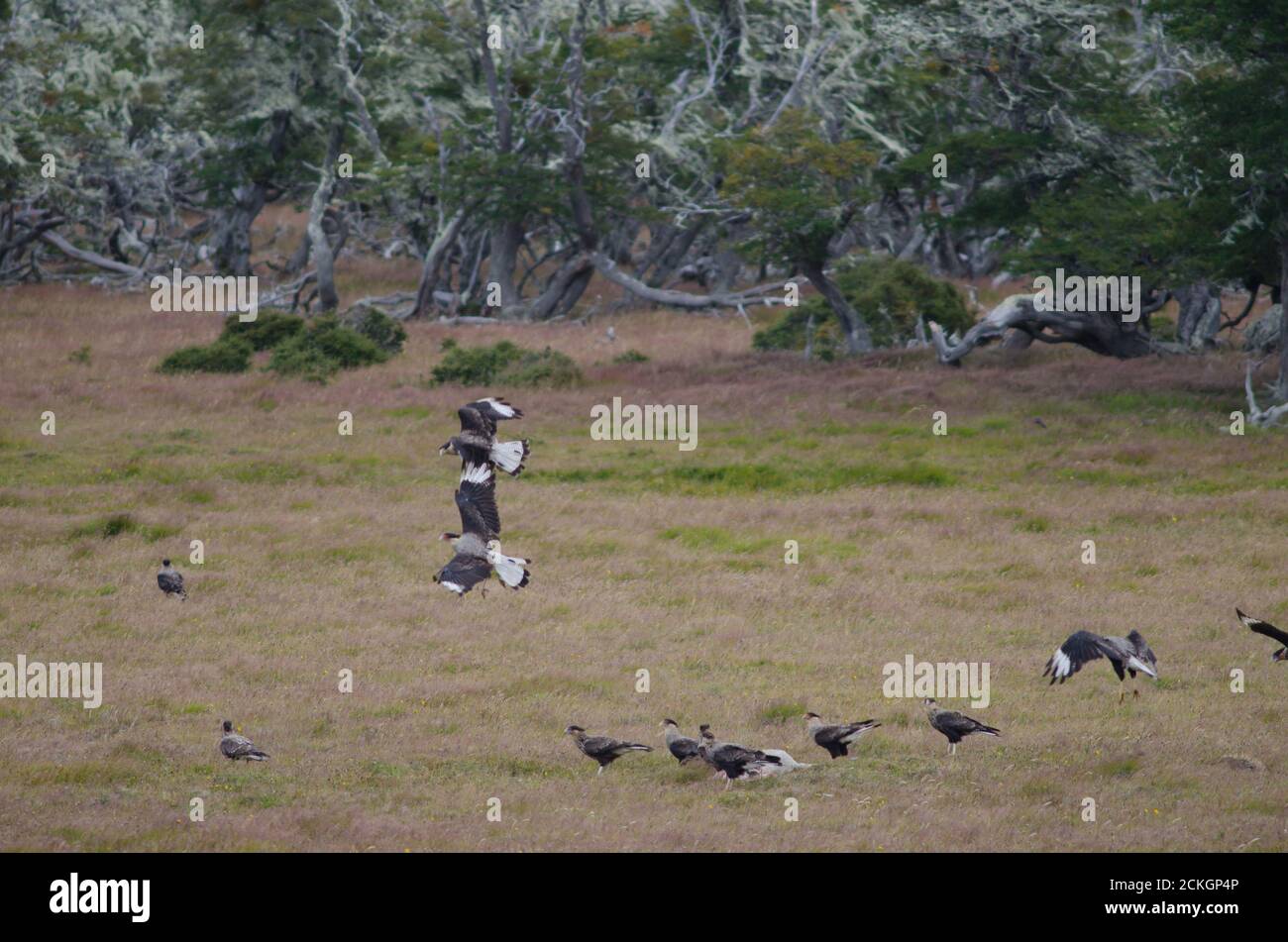 Feed on animal carcasses hi-res stock photography and images - Alamy