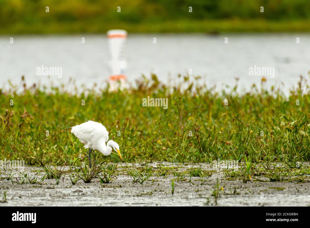 The legs great hi-res stock photography and images - Alamy