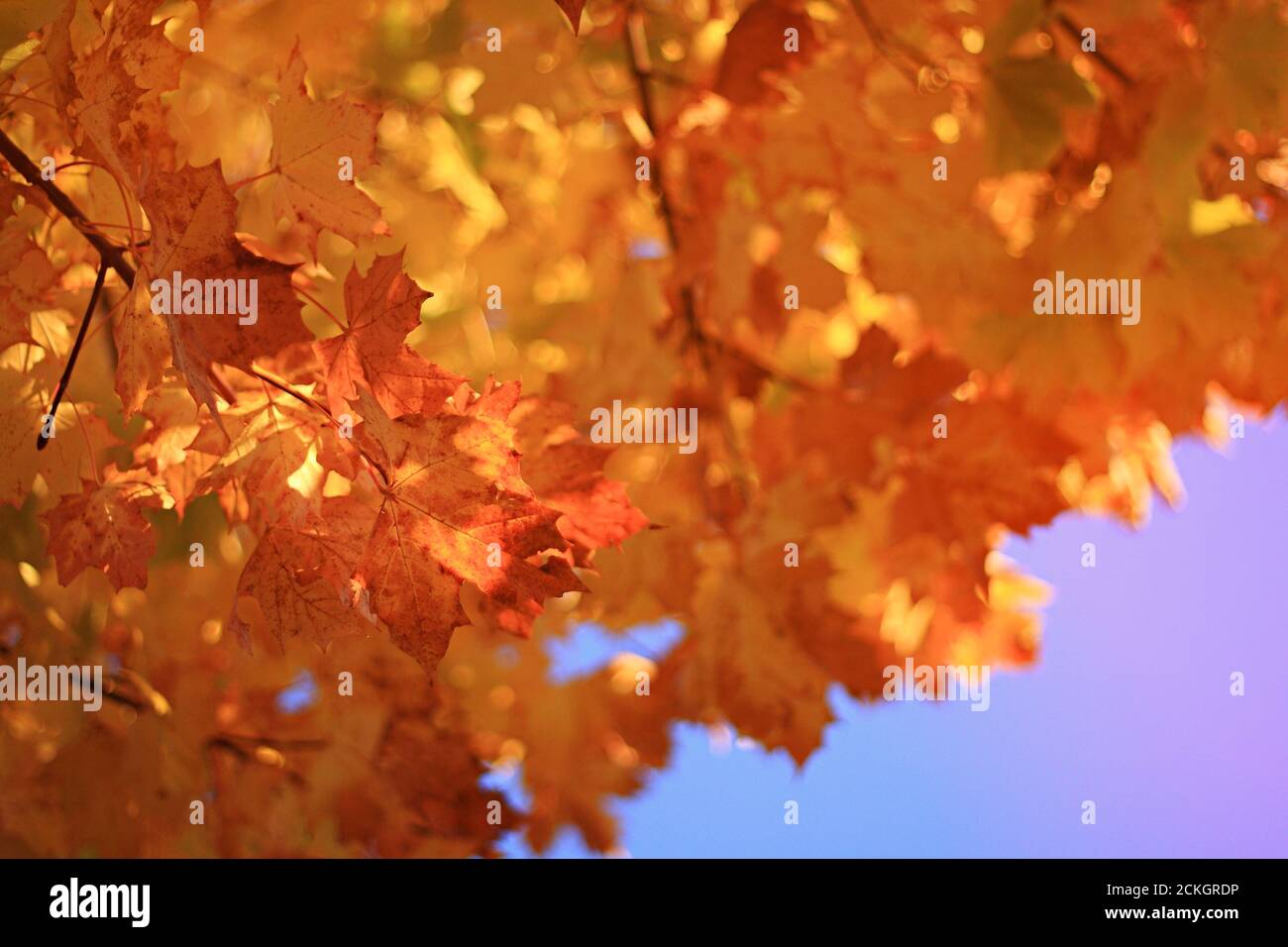 autumn background image, plane tree canopy and pale blue sky Stock ...