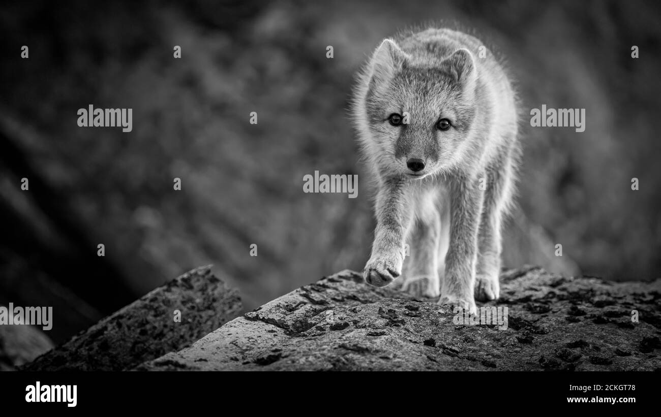 Arctic fox Black and White Stock Photos & Images - Alamy