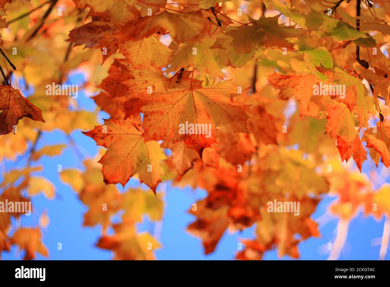 autumn background with beautiful warm tones, plane tree leaves with ...