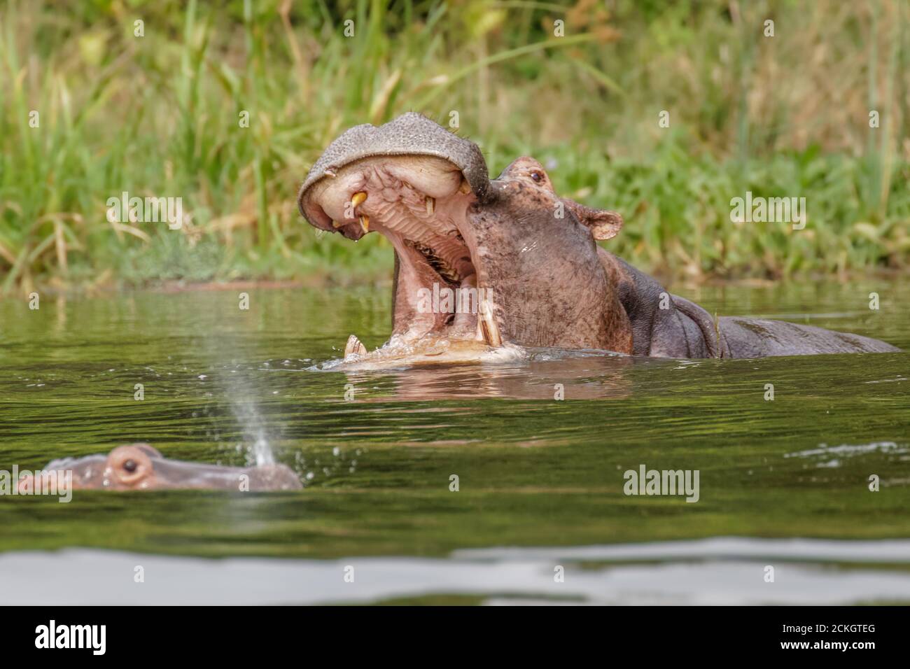 The common hippo (Hippopotamus amphibius) opening his big mouth ...