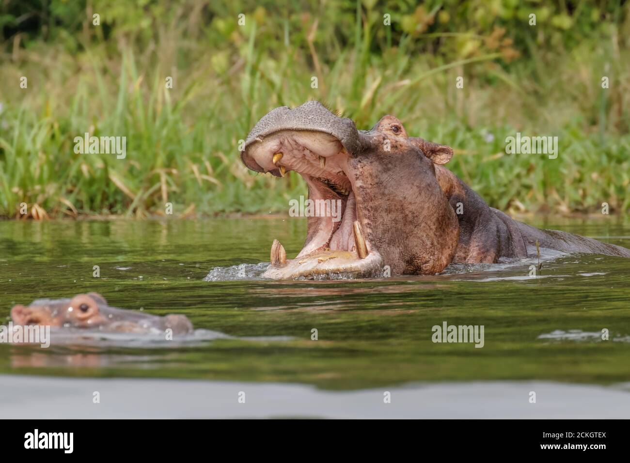 Hippo Mouth Open High Resolution Stock Photography and Images - Alamy