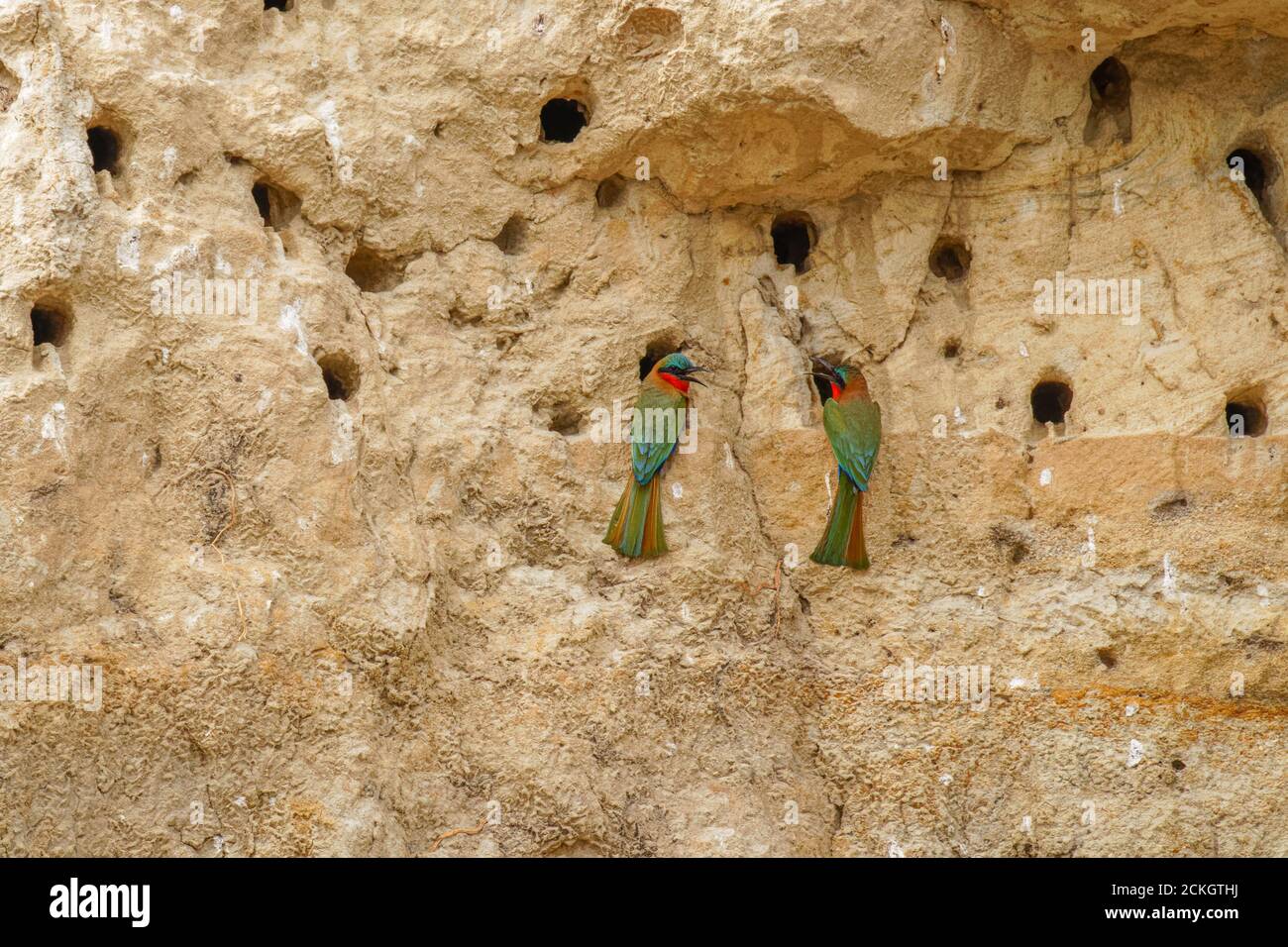 African bee nest hi-res stock photography and images - Alamy