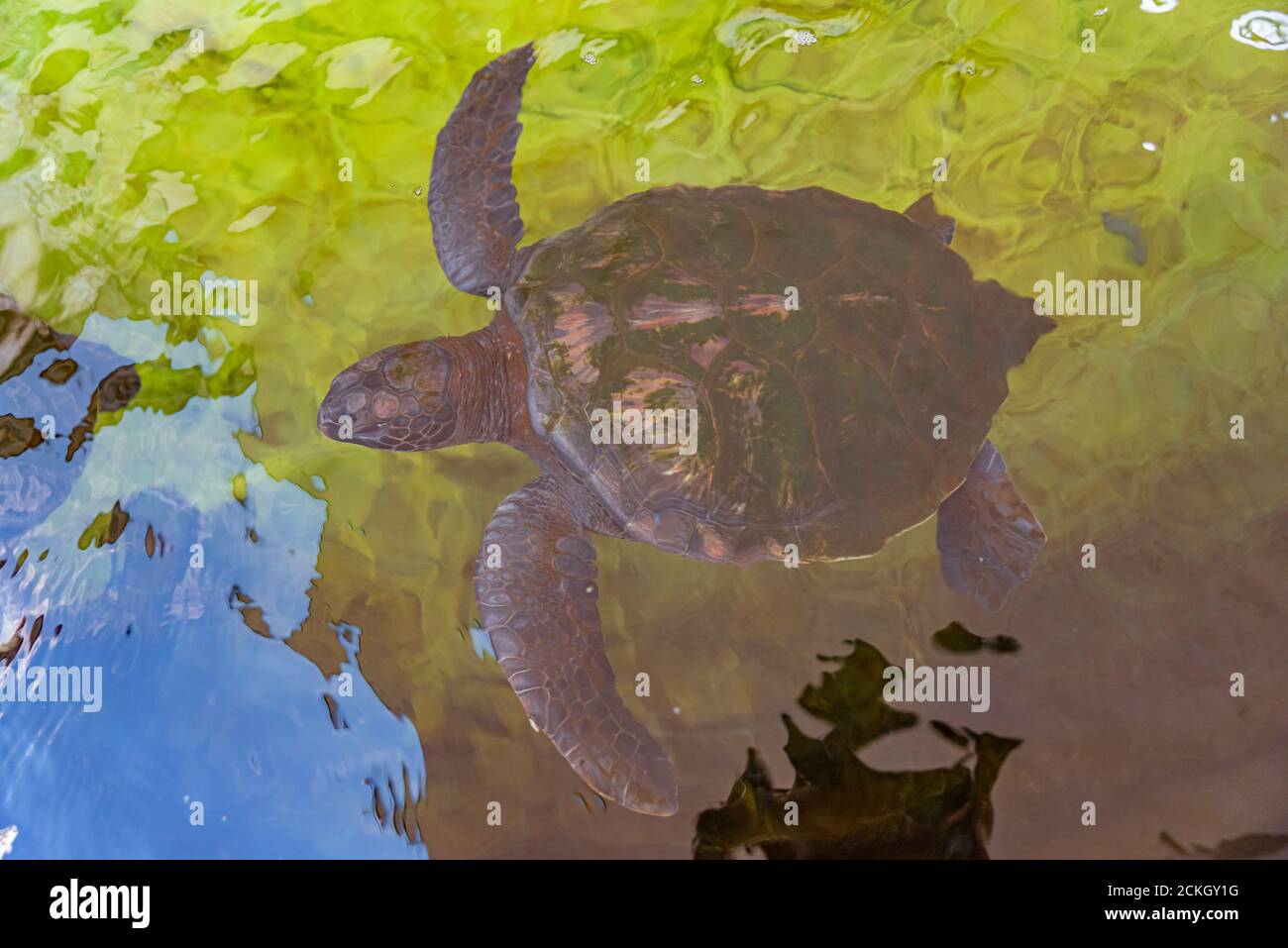 Israeli national rescue hi-res stock photography and images - Alamy