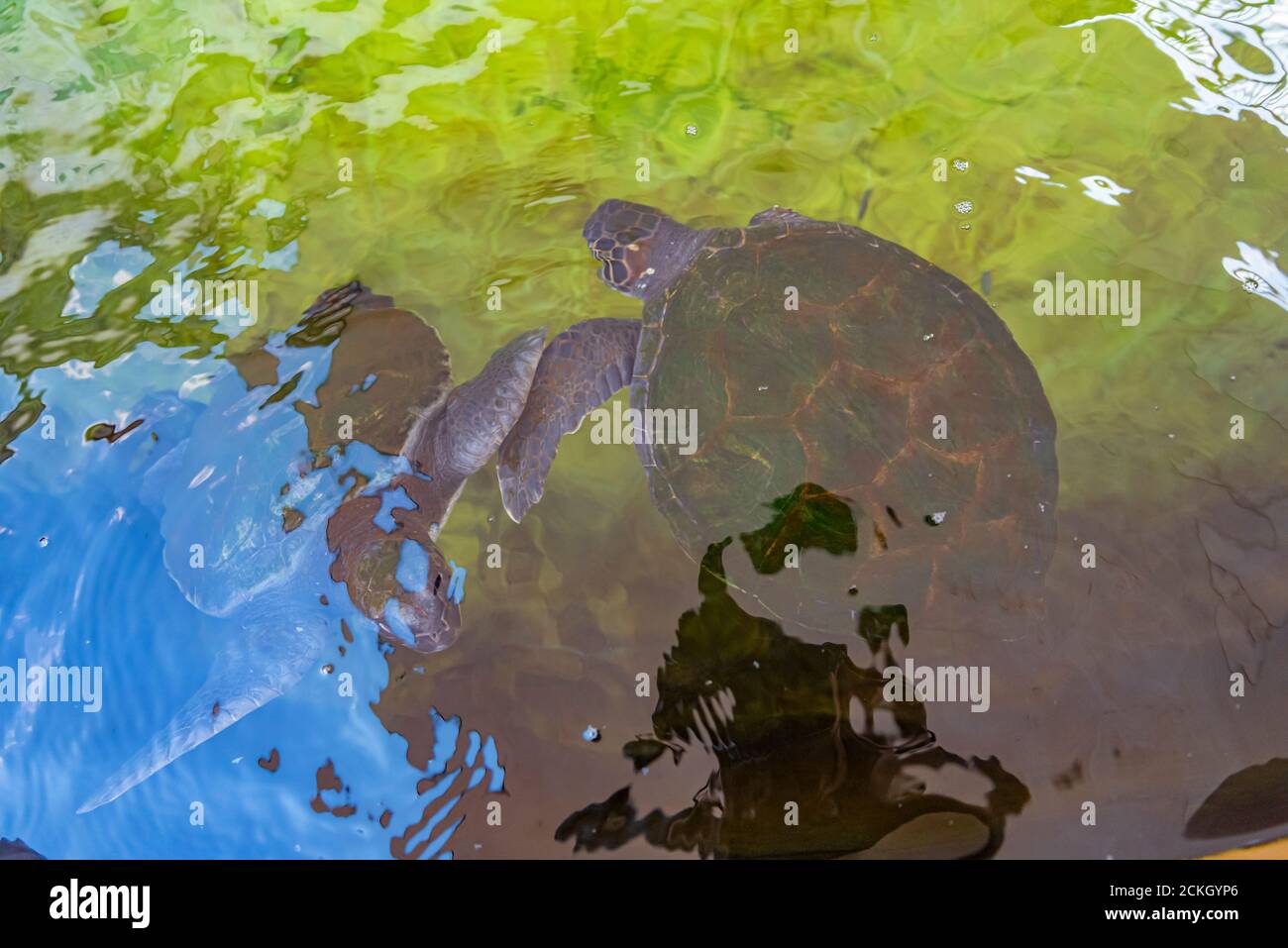 The National Sea Turtle Rescue Center operated by the Israel Nature and ...