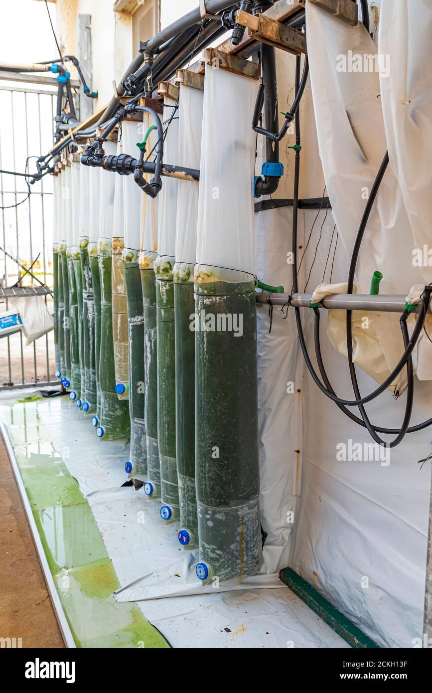 Seaweed tanks used to feed the sea turtles The National Sea Turtle ...
