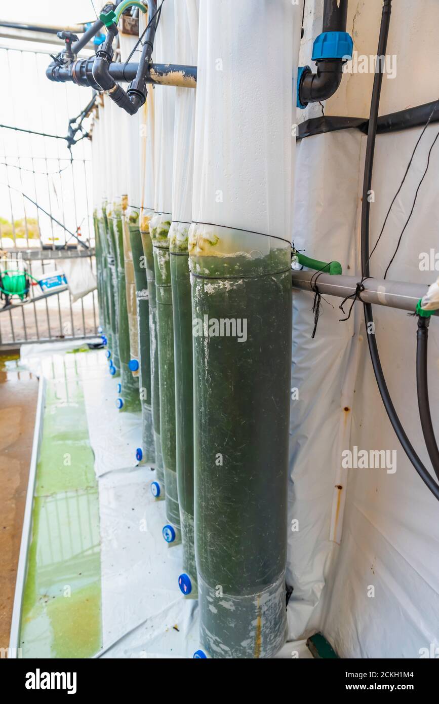 Seaweed tanks used to feed the sea turtles The National Sea Turtle ...