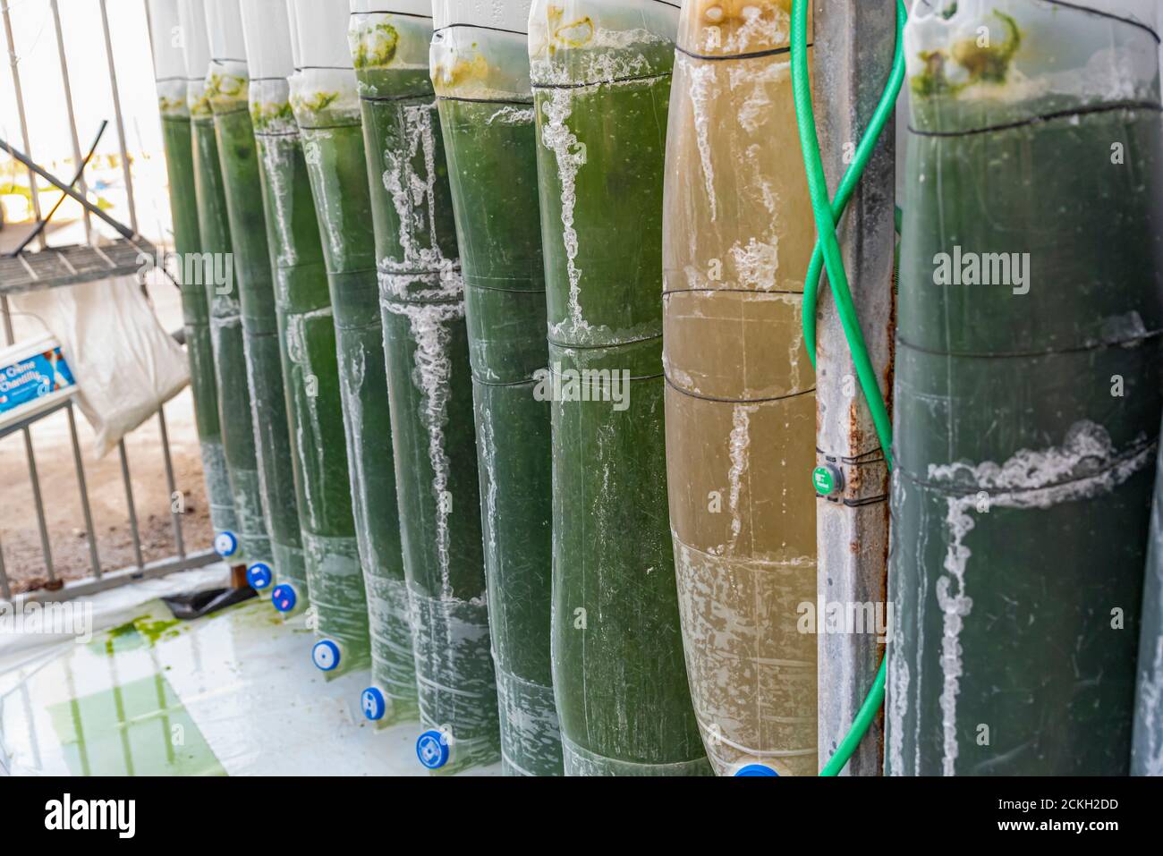 Seaweed tanks used to feed the sea turtles The National Sea Turtle ...