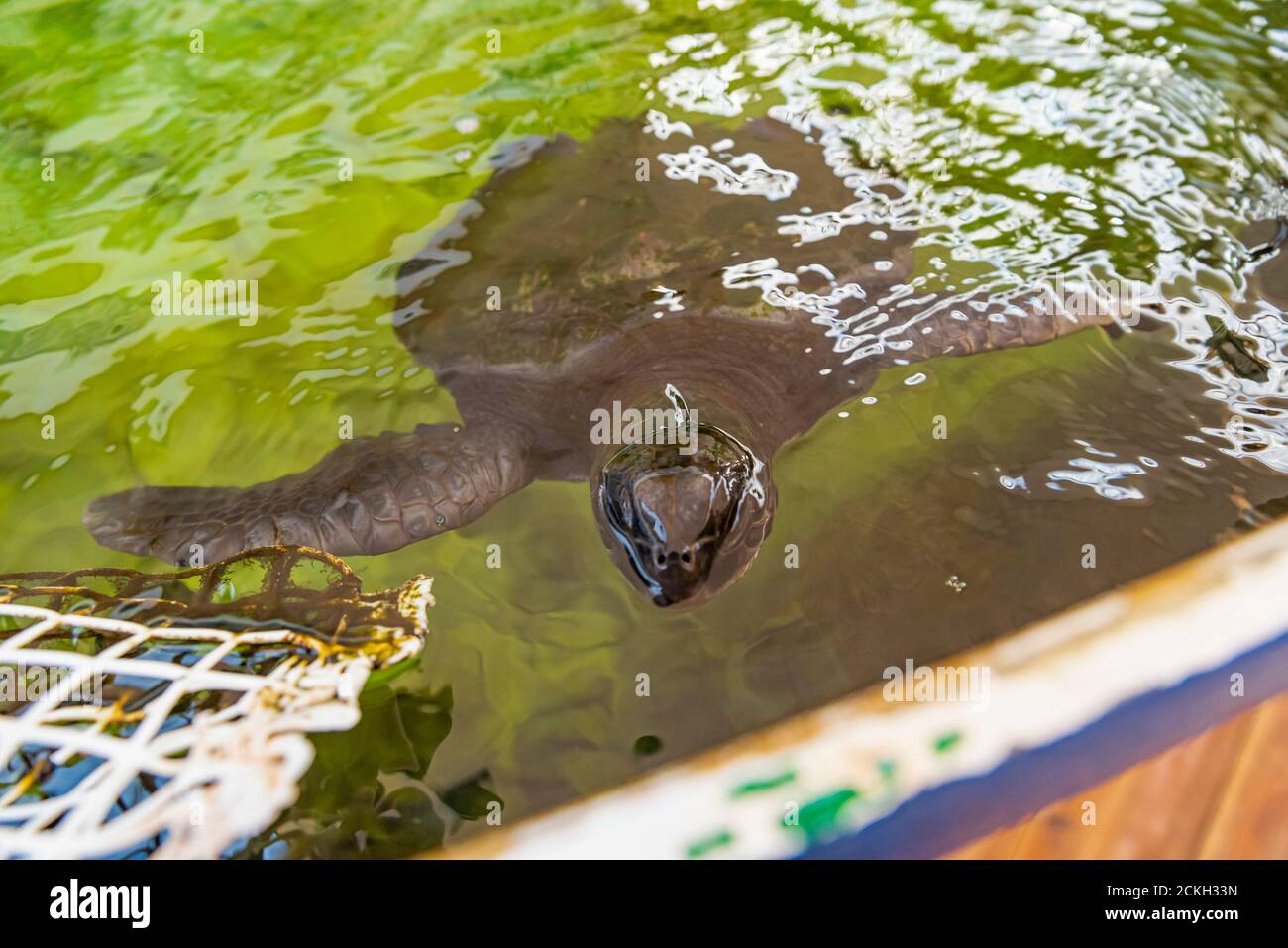 The National Sea Turtle Rescue Center operated by the Israel Nature and ...