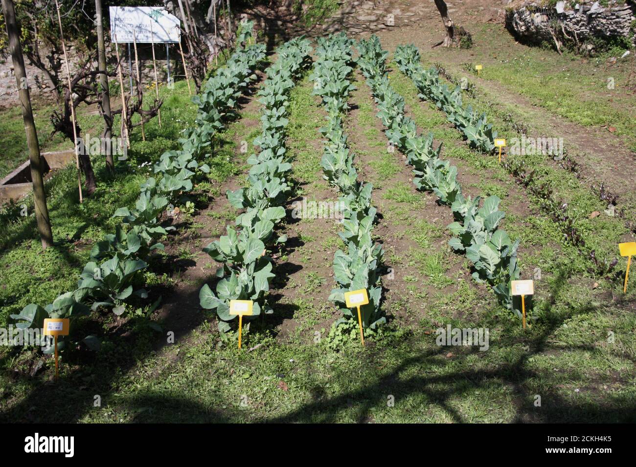 the farmer plowed and sowed the seeds. now the vegetables grow healthy ...