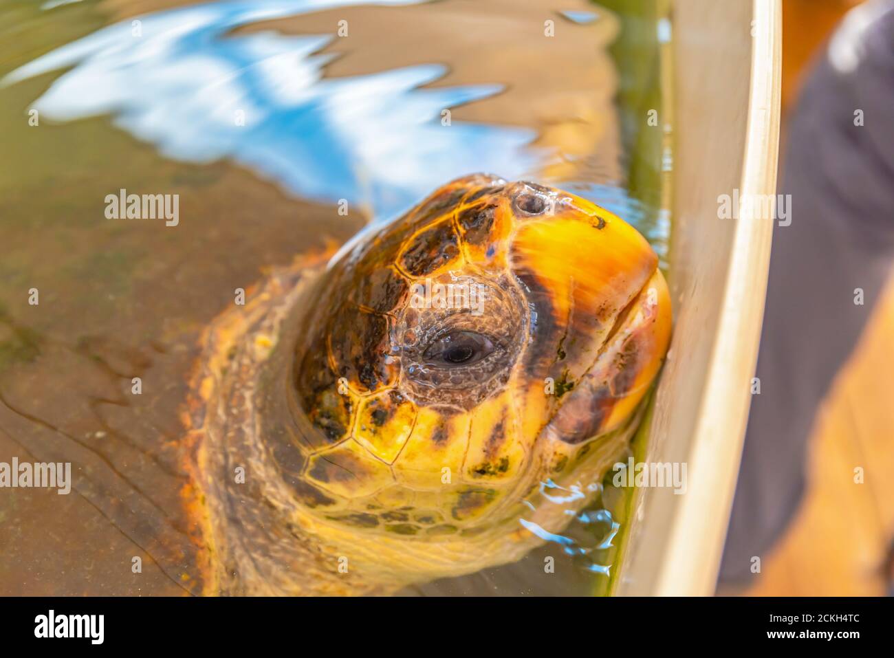 The National Sea Turtle Rescue Center operated by the Israel Nature and ...