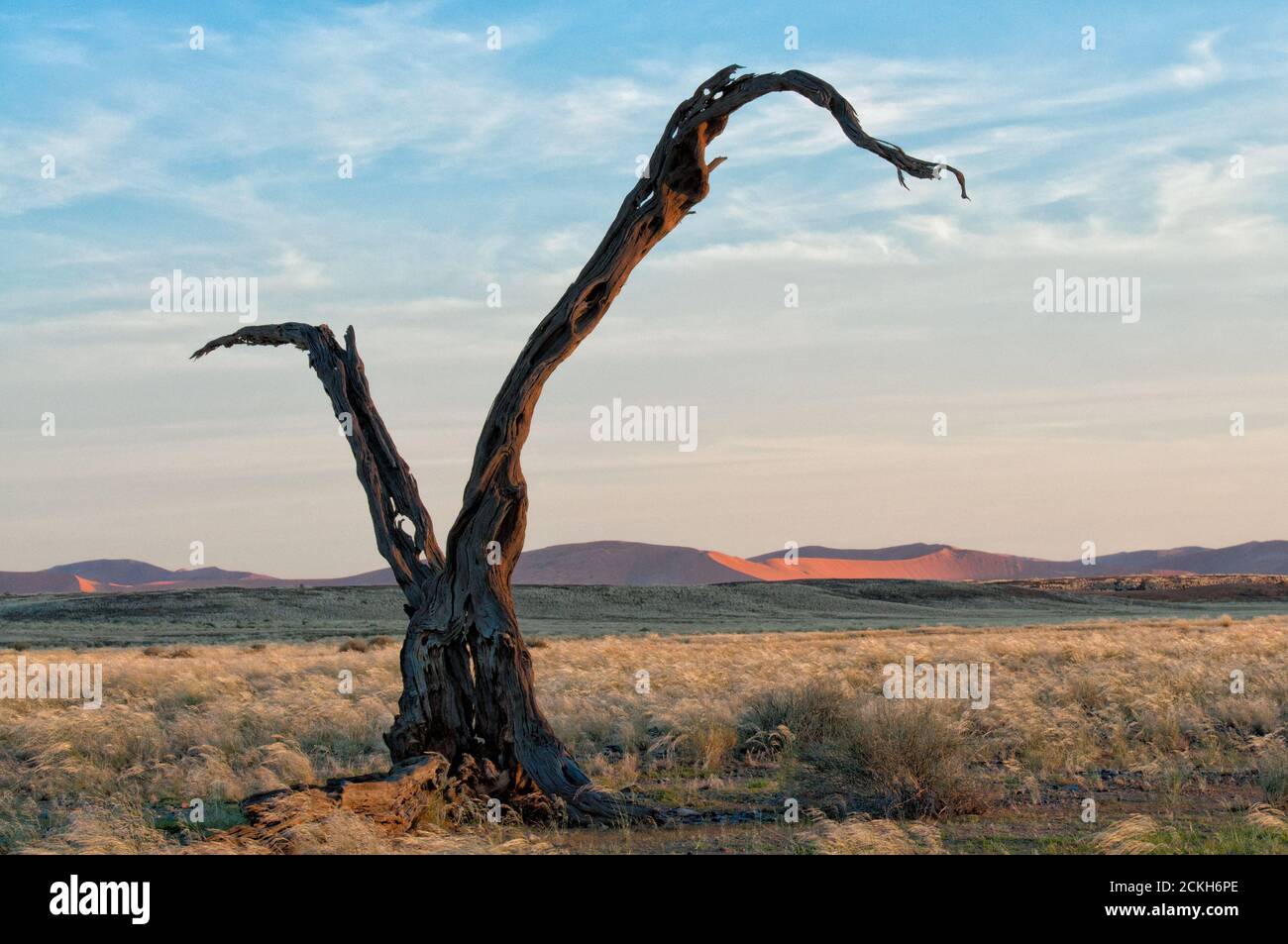 Dry tree at sunset close to the Namib desert in Namibia Stock Photo - Alamy