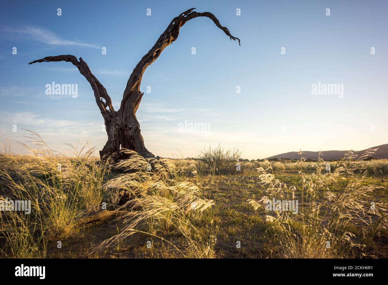 Savanna wilderness namib mountain hi-res stock photography and images ...