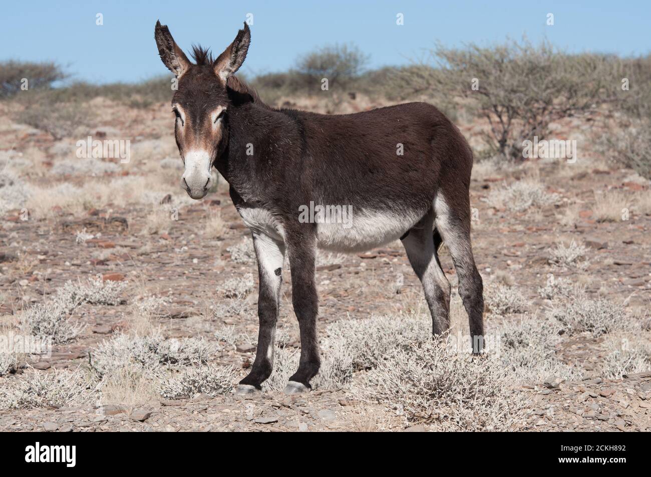 Standing donkey near a village in Namibia Stock Photo - Alamy