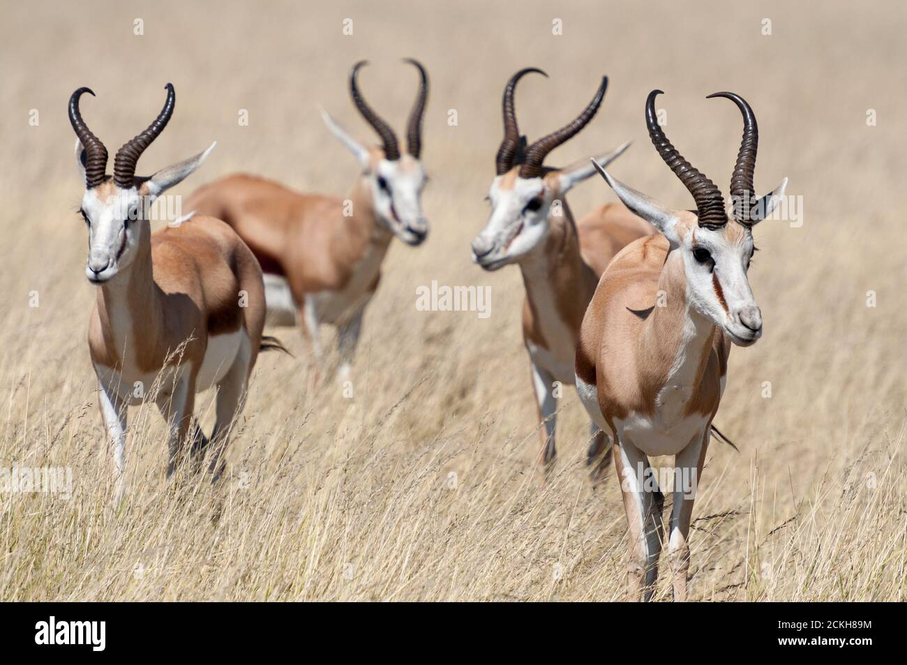 A group of Springboks in the Etosha national park in Namibia Stock ...