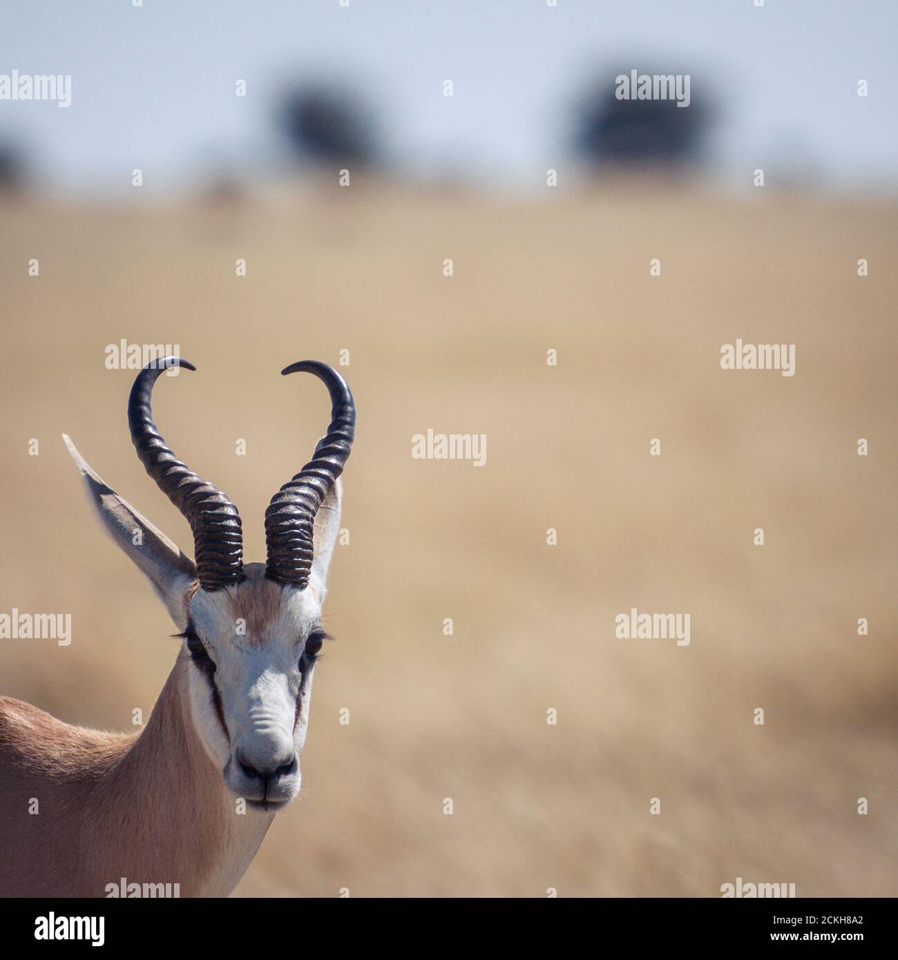 A Springbok in the Etosha national park in Namibia Stock Photo - Alamy