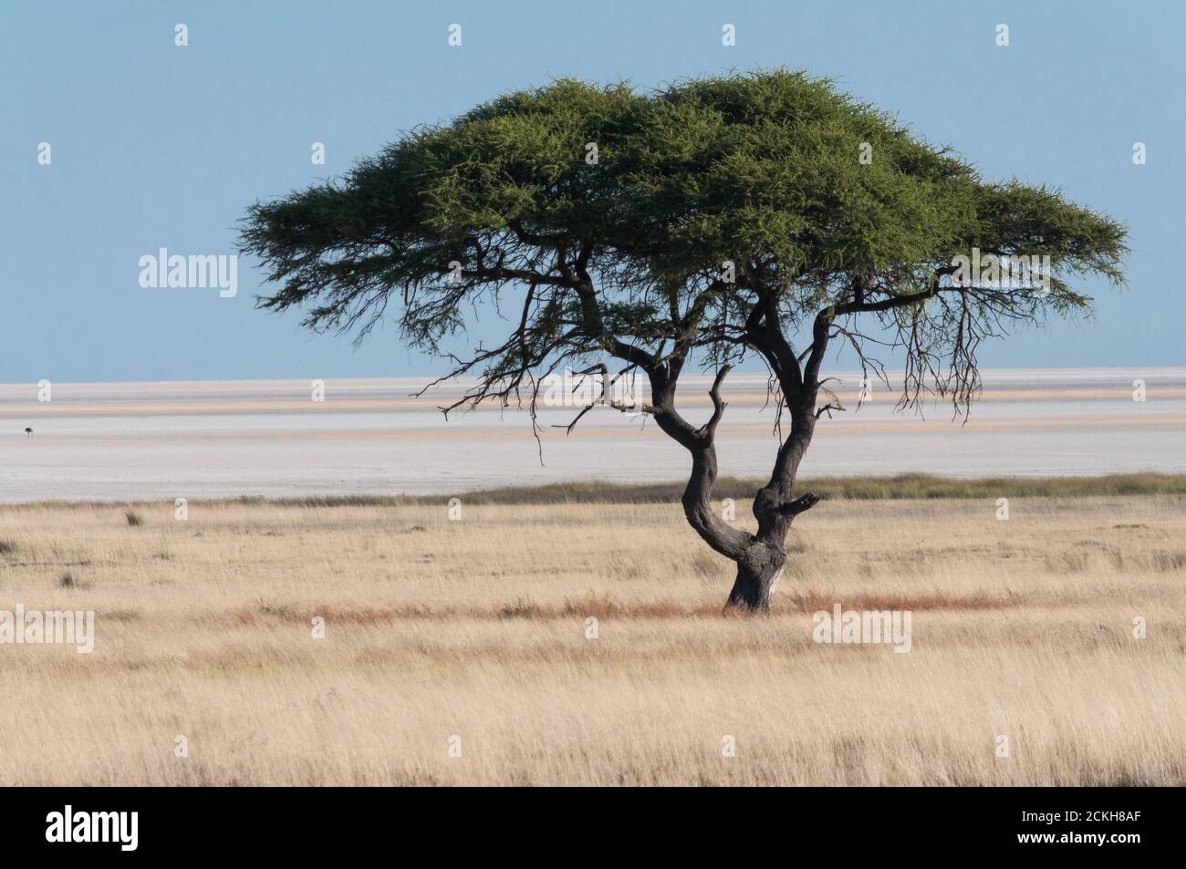 Tree at Etosha Pan in the national park in Namibia Stock Photo - Alamy