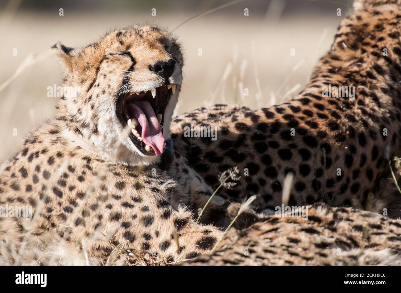 Yawning Cheetah in the private reserve Okonjima in Namibia Stock Photo ...