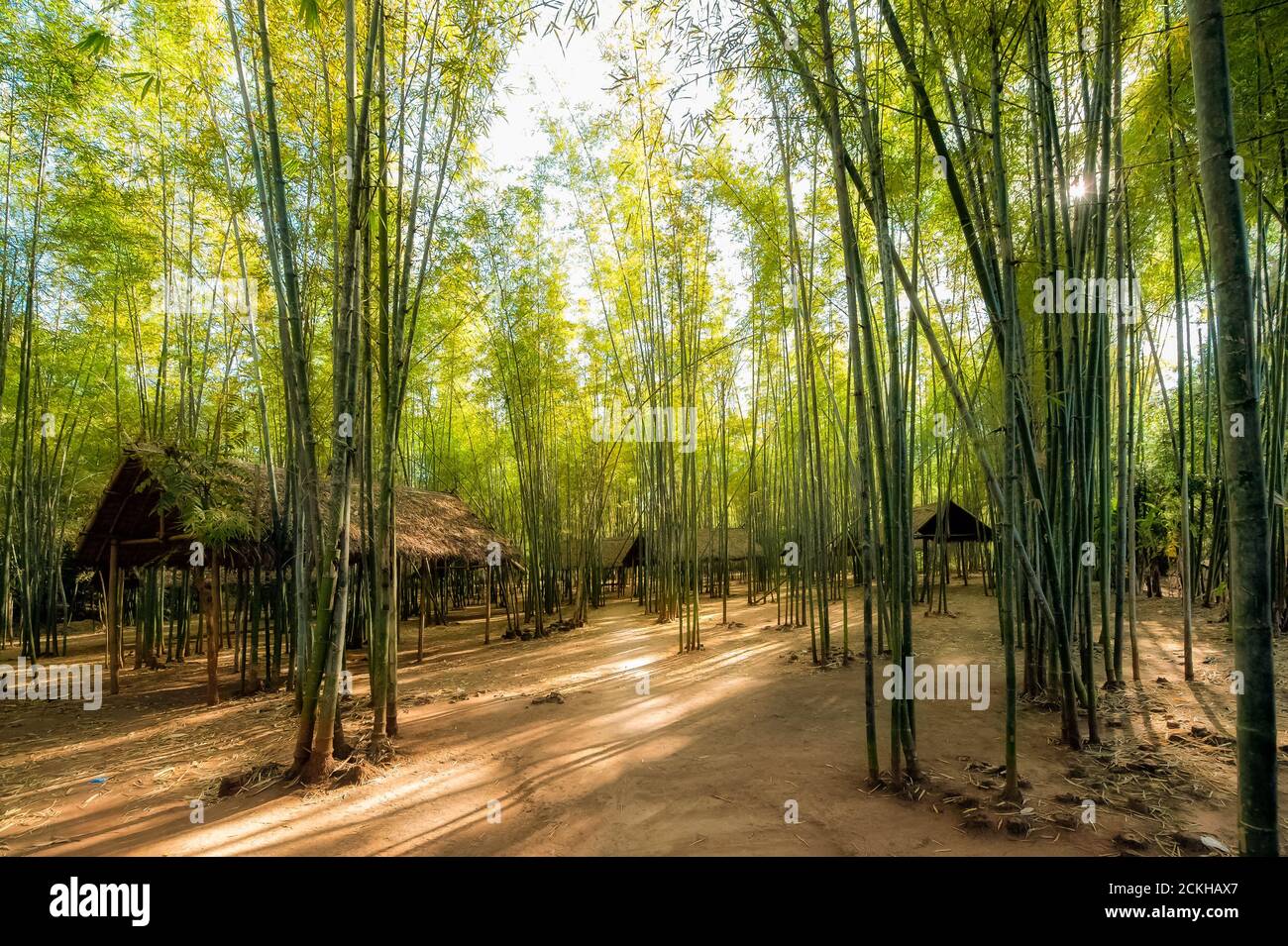 Bamboo forest burma hi-res stock photography and images - Alamy
