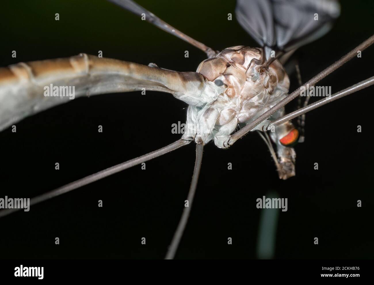 Macro Photography of Body of Crane Fly Isolated on Background Stock ...
