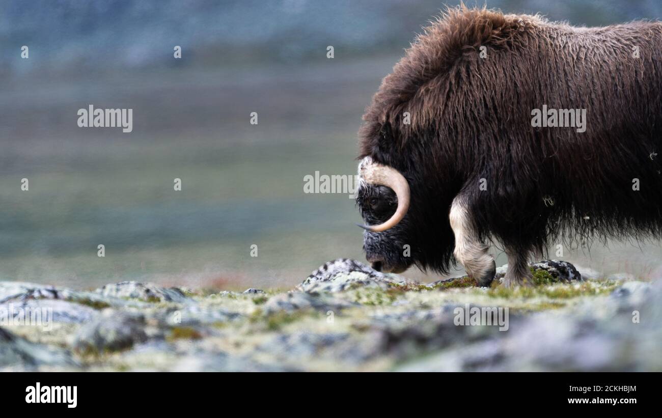 Musky ox hi-res stock photography and images - Alamy