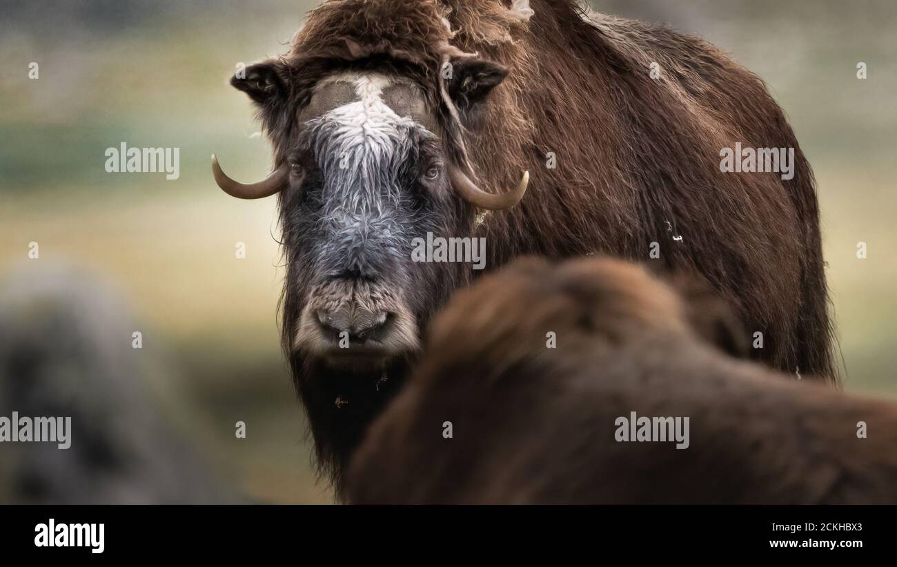 Big ugly sheep hi-res stock photography and images - Alamy