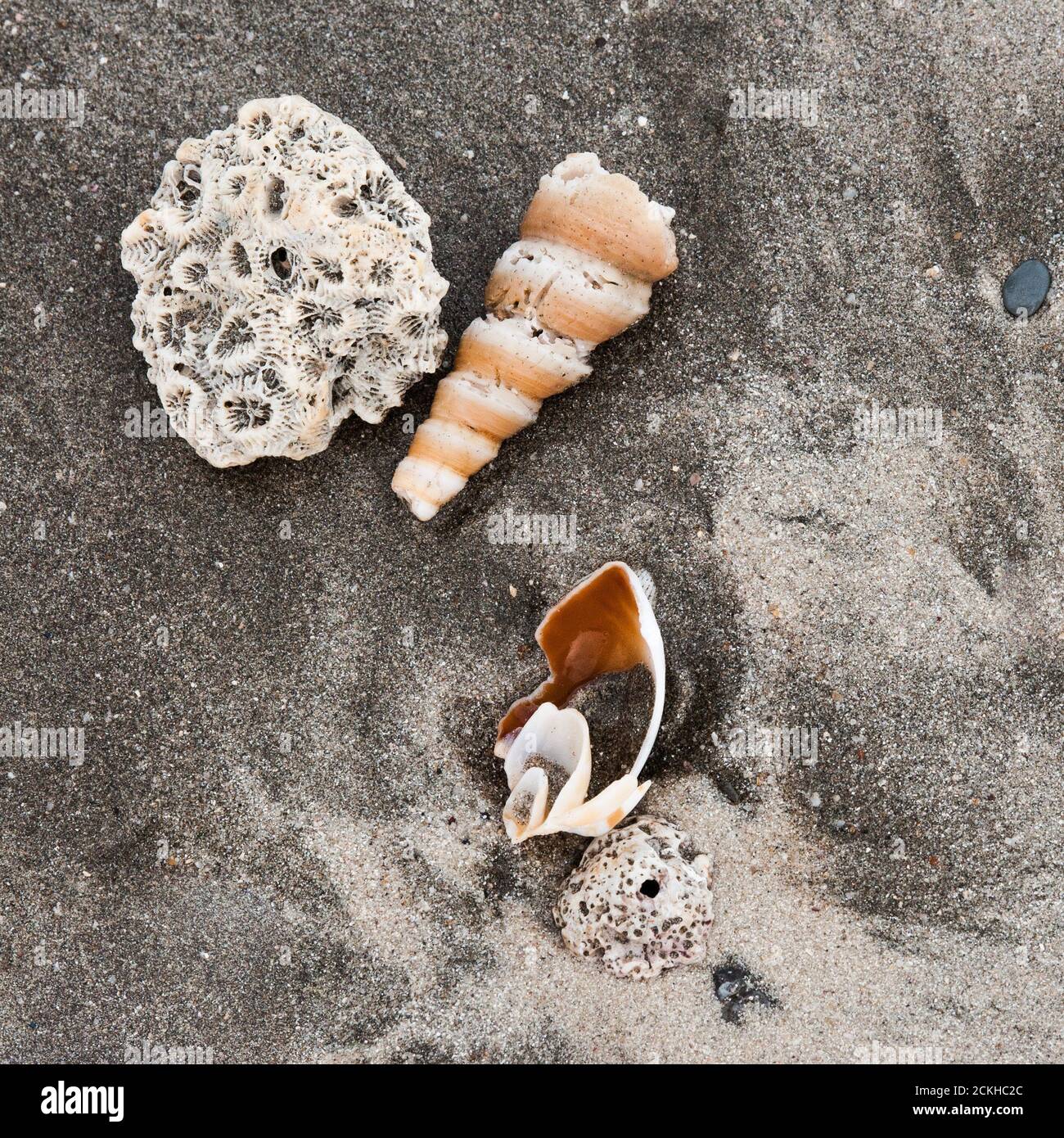 Seashells on a beach near Ngwe Saung in Myanmar Stock Photo - Alamy