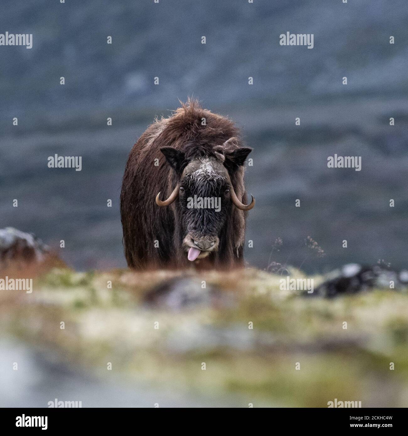Big Ugly Sheep High Resolution Stock Photography and Images - Alamy