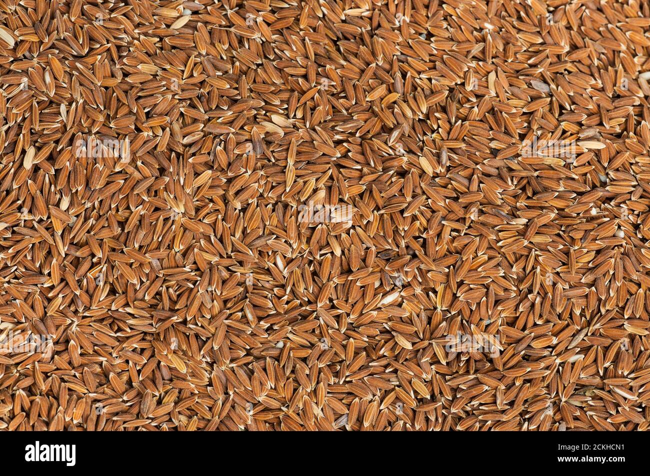 Paddy rice drying on the sun Stock Photo - Alamy