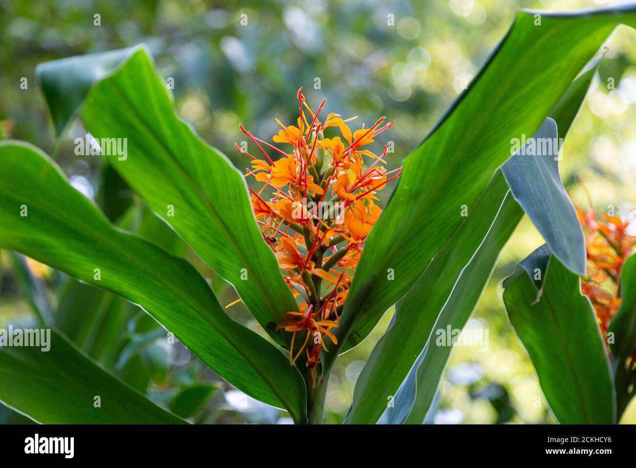 Ginger flowers hi-res stock photography and images - Alamy