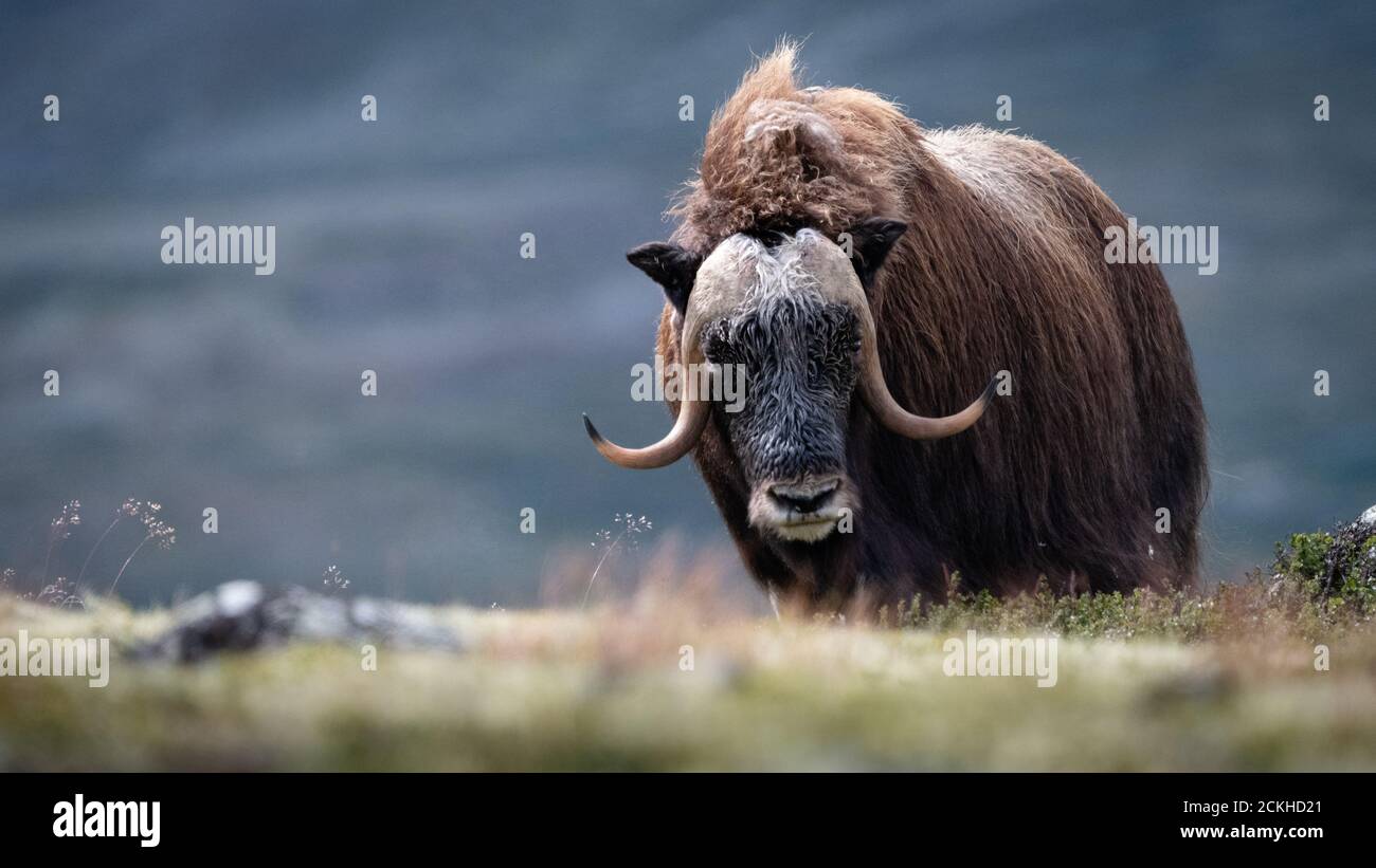 Musk ox (Ovibos moschatus Stock Photo - Alamy