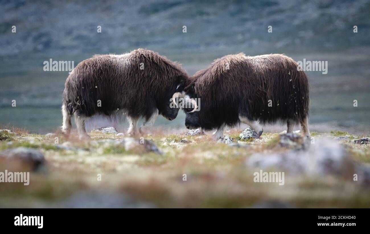 Big ugly sheep hi-res stock photography and images - Alamy