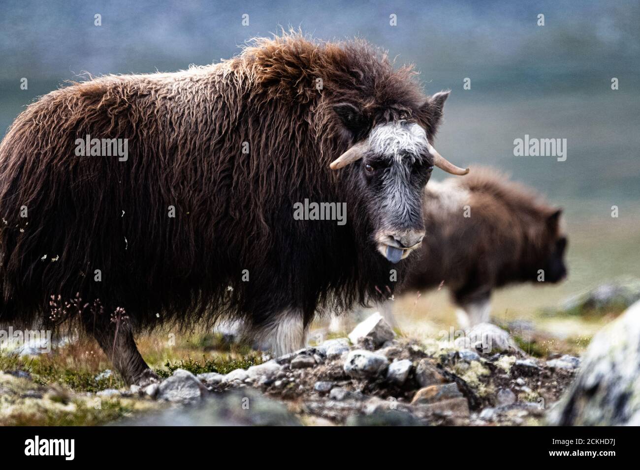 Big ugly sheep hi-res stock photography and images - Alamy