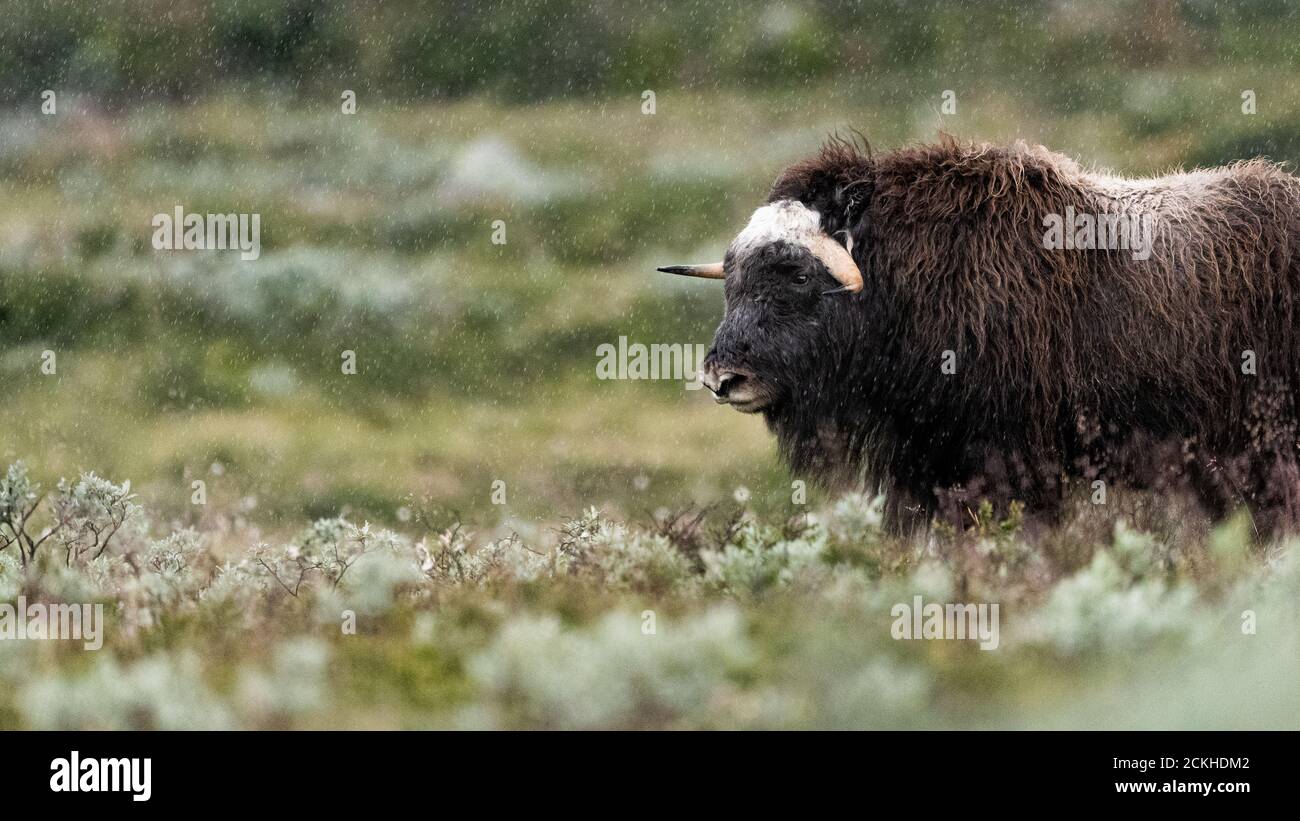 Big Ugly Sheep High Resolution Stock Photography and Images - Alamy