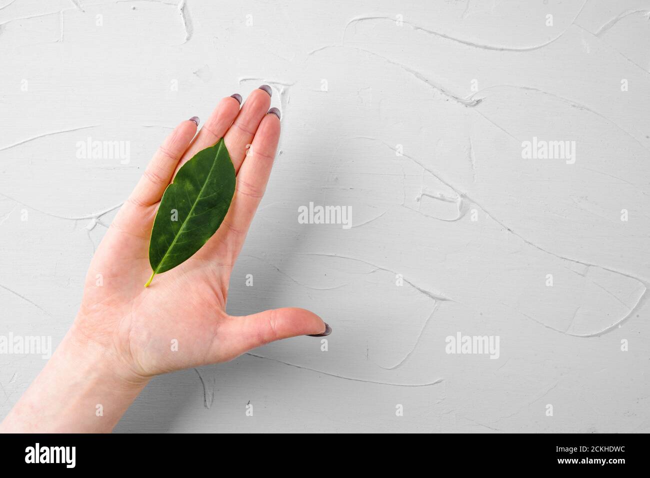 Green leaf on a palm of woman's hand Stock Photo - Alamy