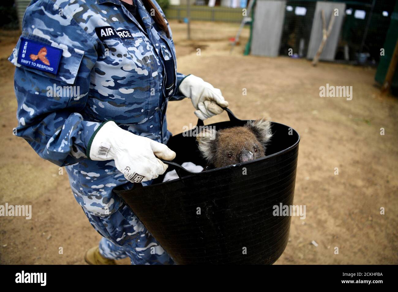 Koala injured in 2020 bushfires hi-res stock photography and images - Alamy
