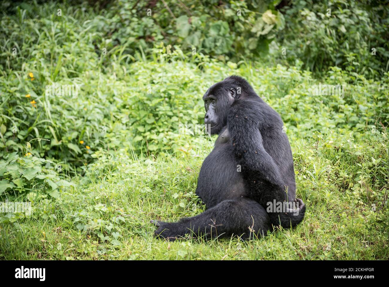 Pregnant mountain gorilla rests on a grassland in the Bwindi ...