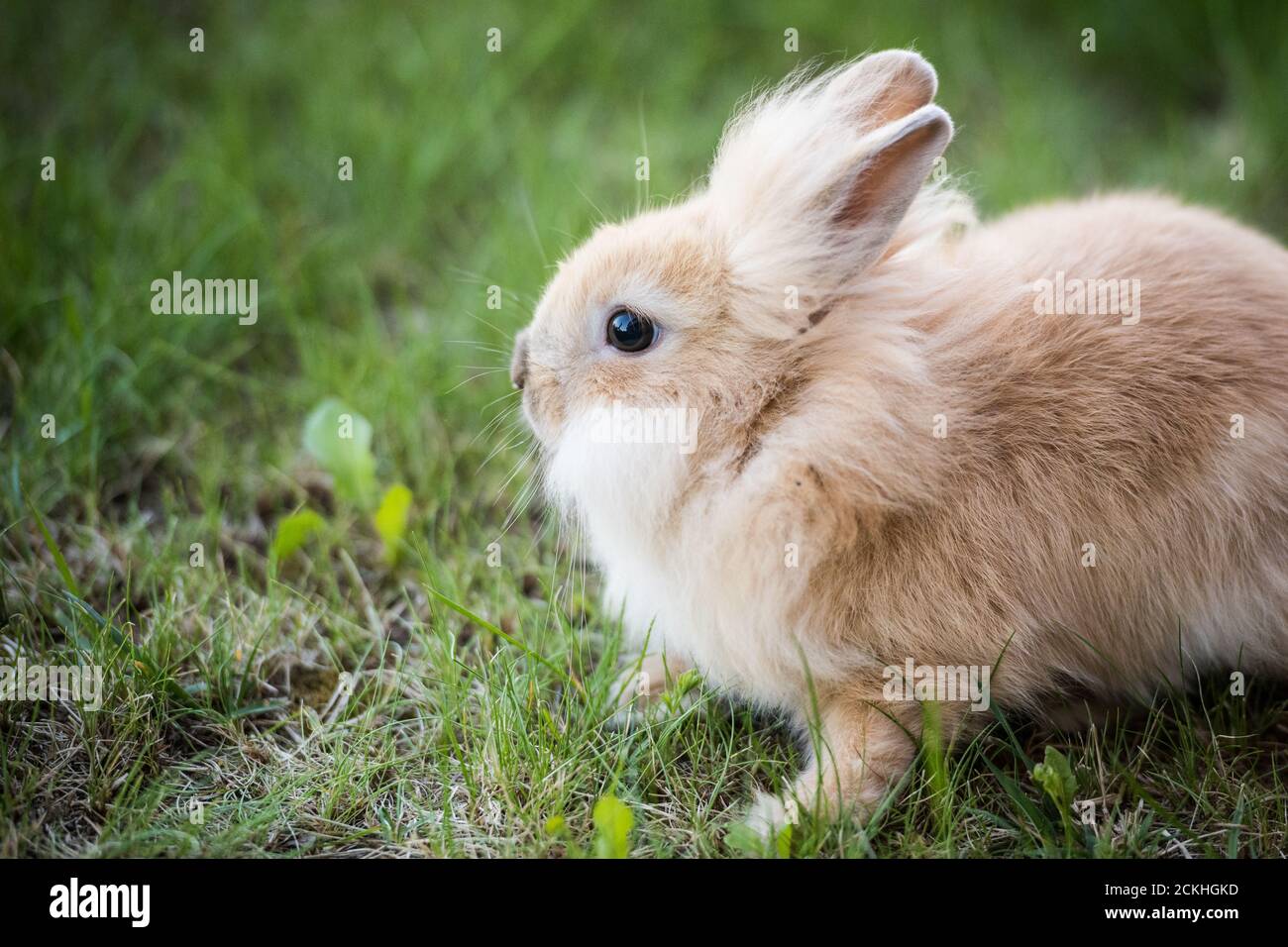 Baby Lionhead Rabbit rests on a grass Stock Photo - Alamy