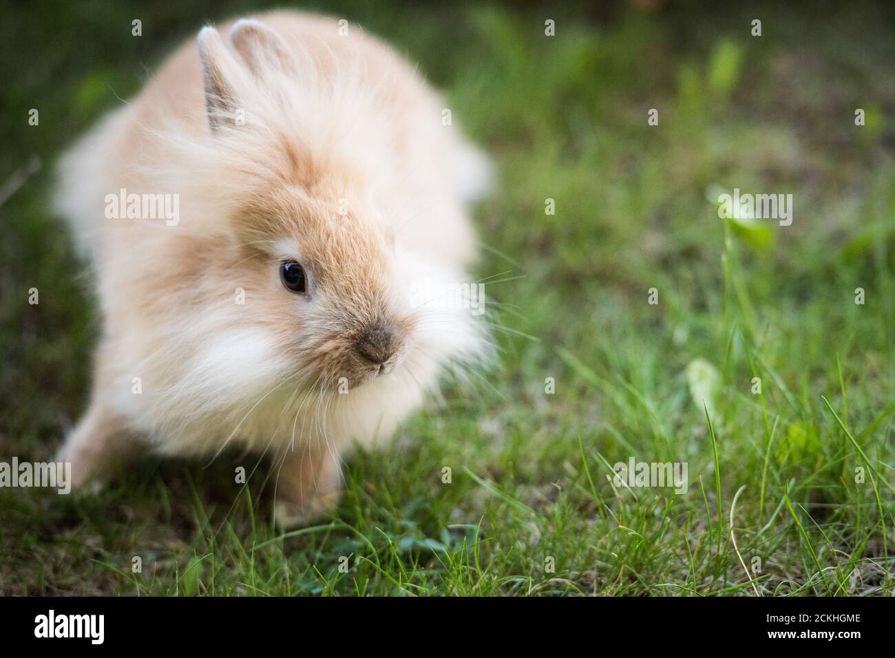 Baby Lionhead Rabbit rests on a grass Stock Photo - Alamy