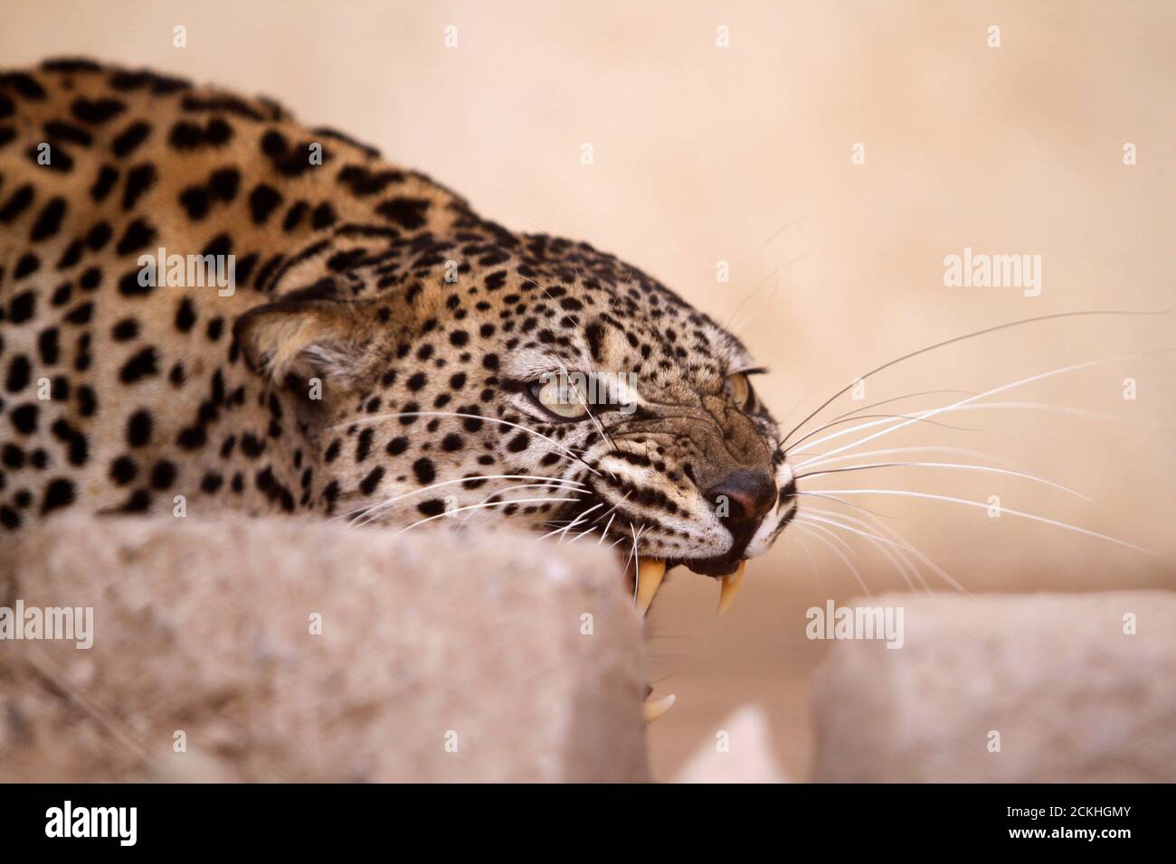 Arabian leopard hi-res stock photography and images - Alamy