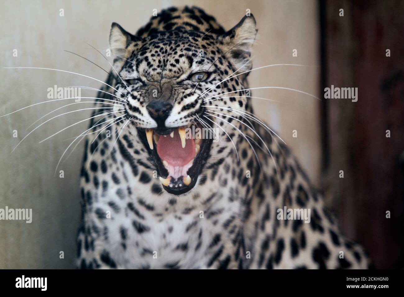Picture of female leopard hi-res stock photography and images - Alamy