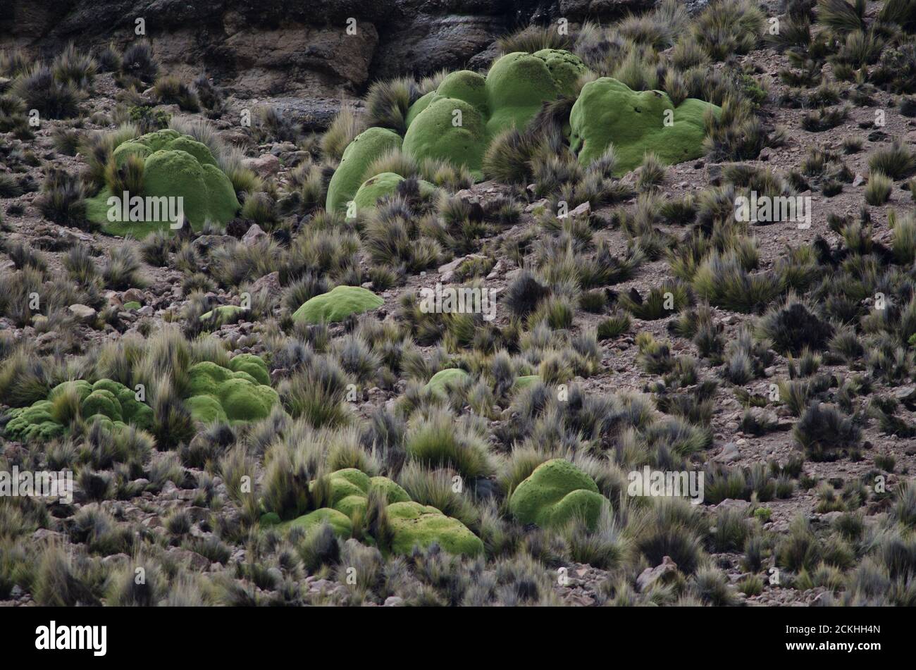 Yareta Azorella compacta in Lauca National Park. Arica y Parinacota ...