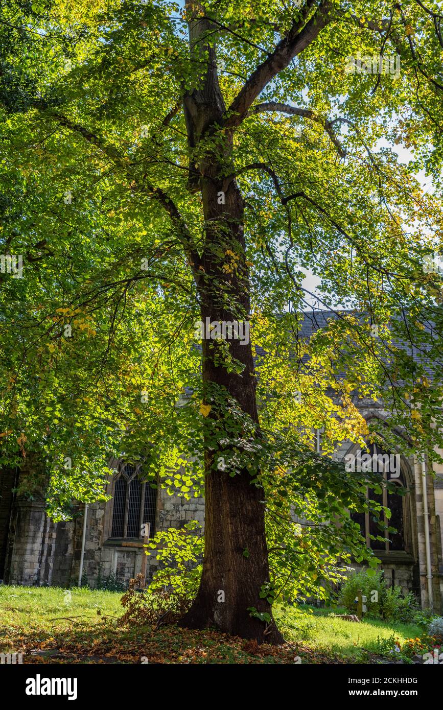 Backlit tree arch hi-res stock photography and images - Alamy