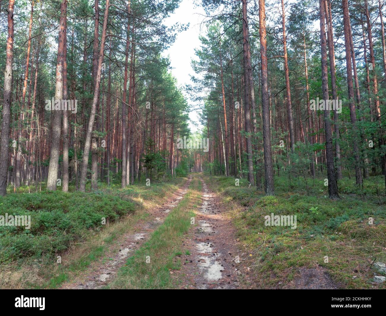 Path inside of Lower Silesian Forest, the largest continuous forest of ...