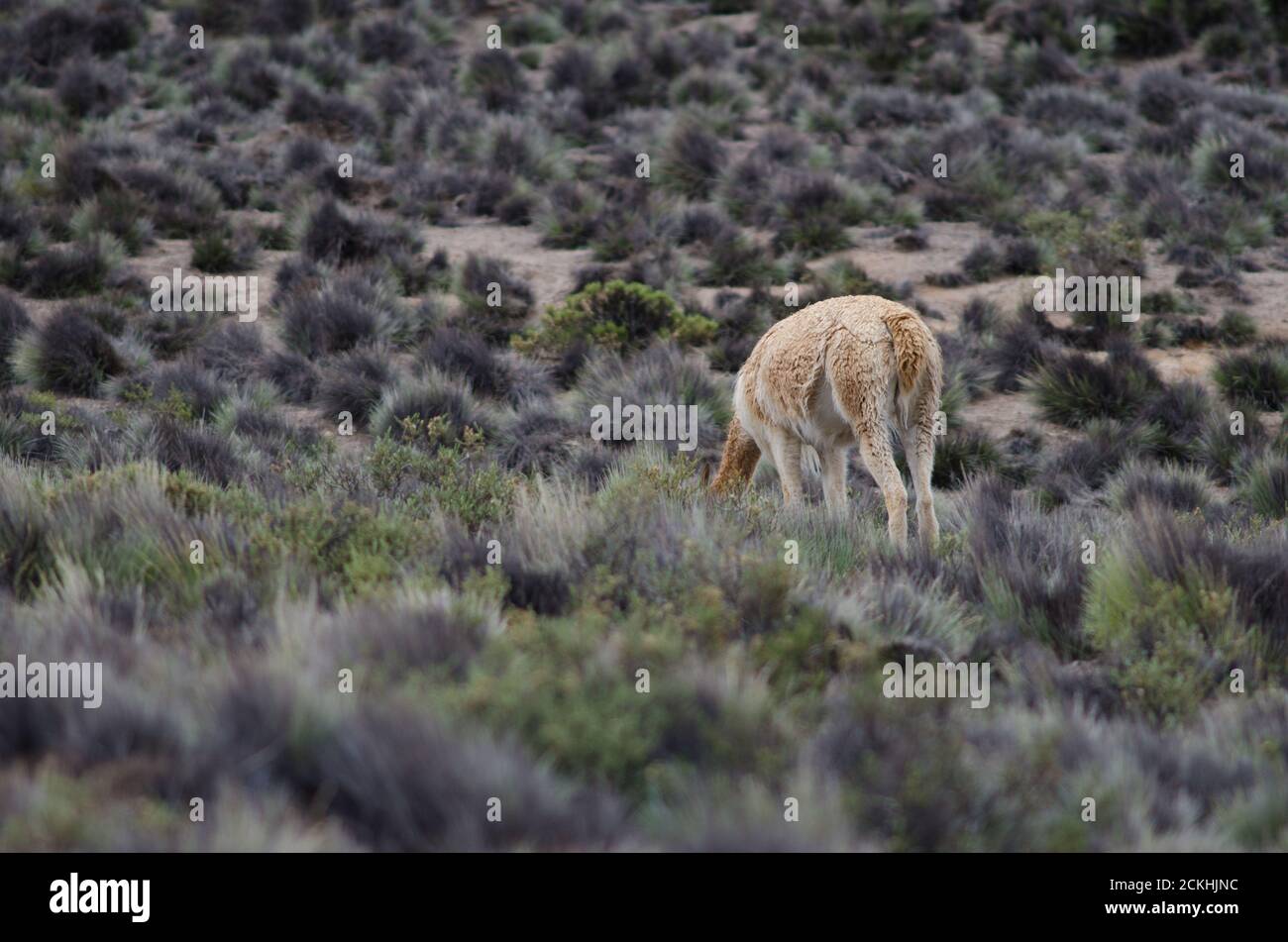 Vicunas grazing in highlands chile hi-res stock photography and images ...