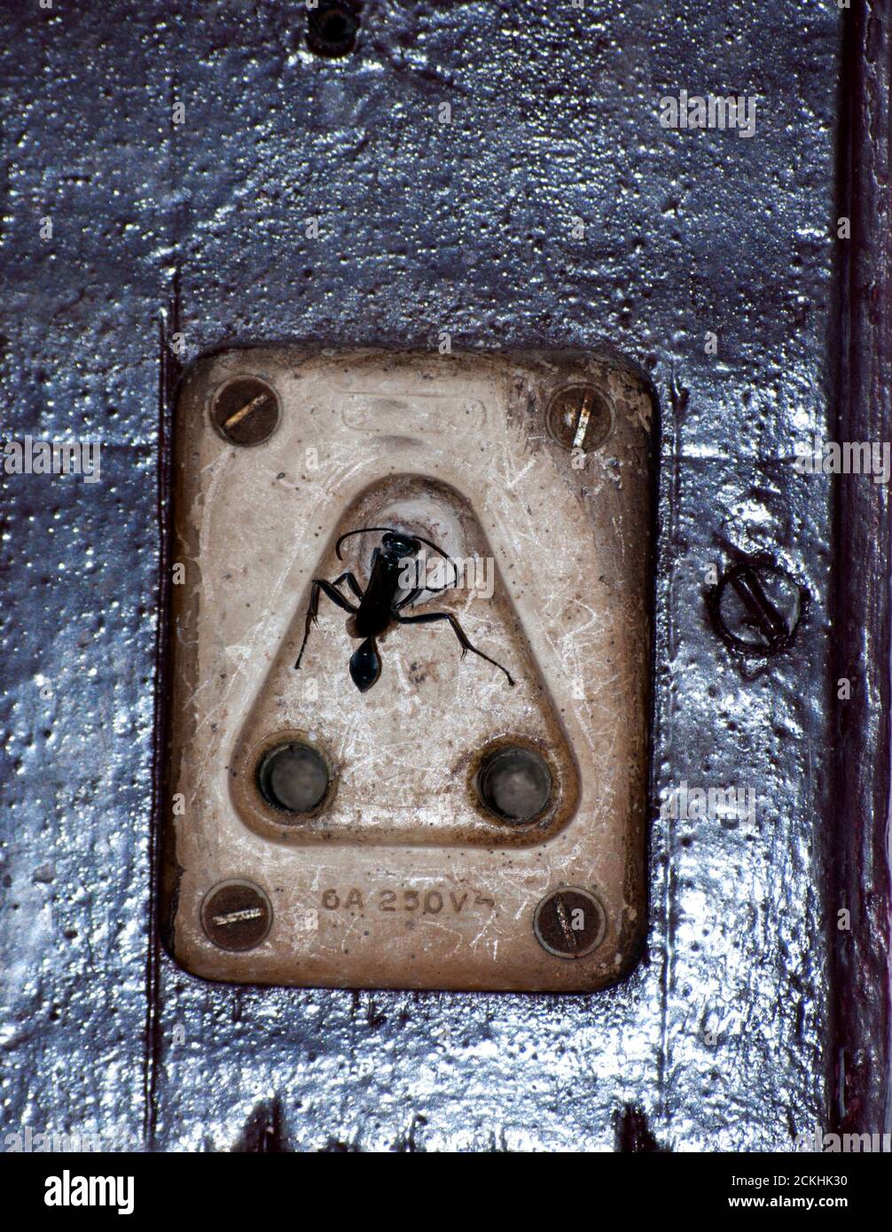 wasp filing the holes of a three pin socket Stock Photo - Alamy