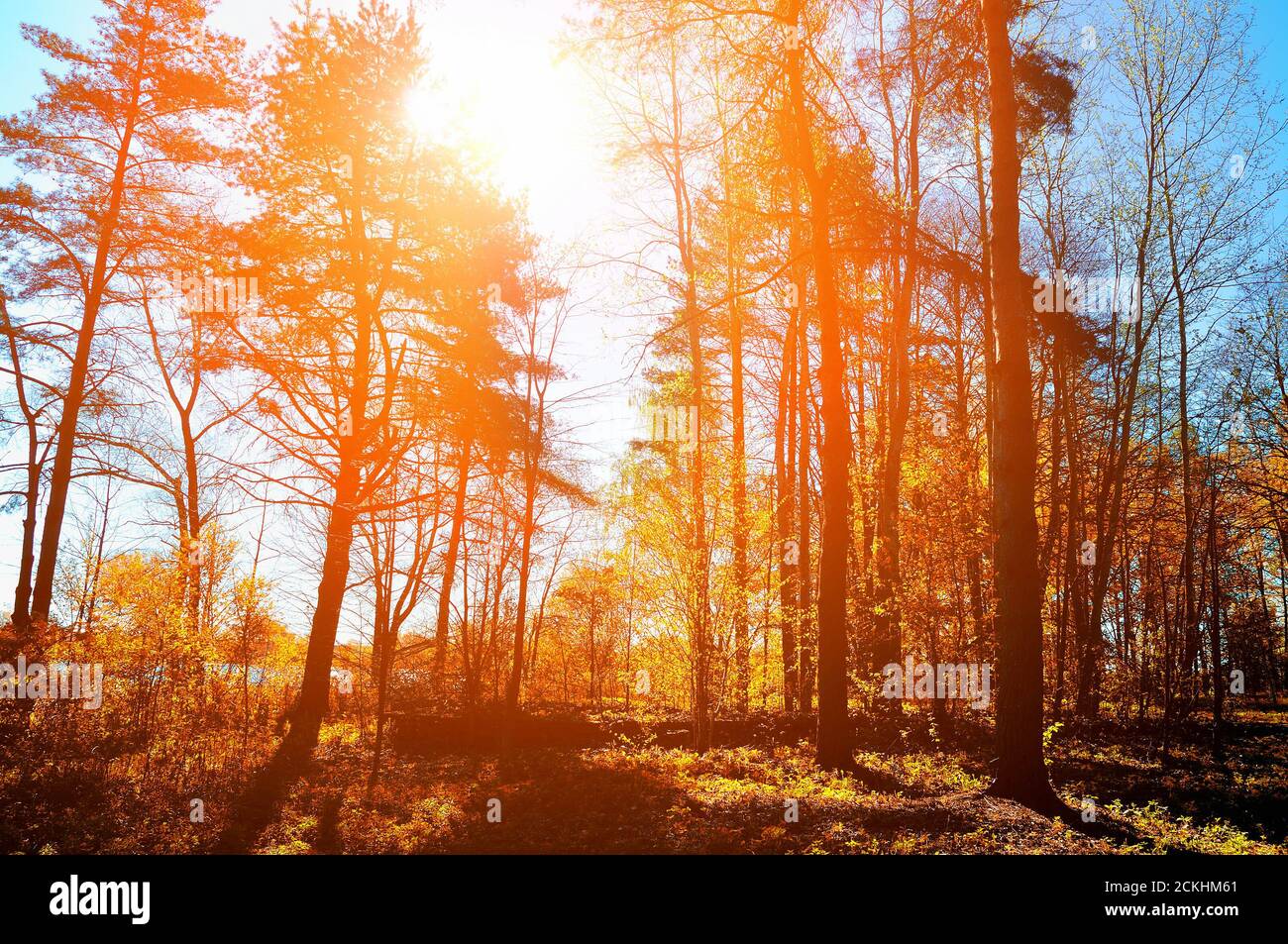 Sun shining through the tops of trees hi-res stock photography and ...