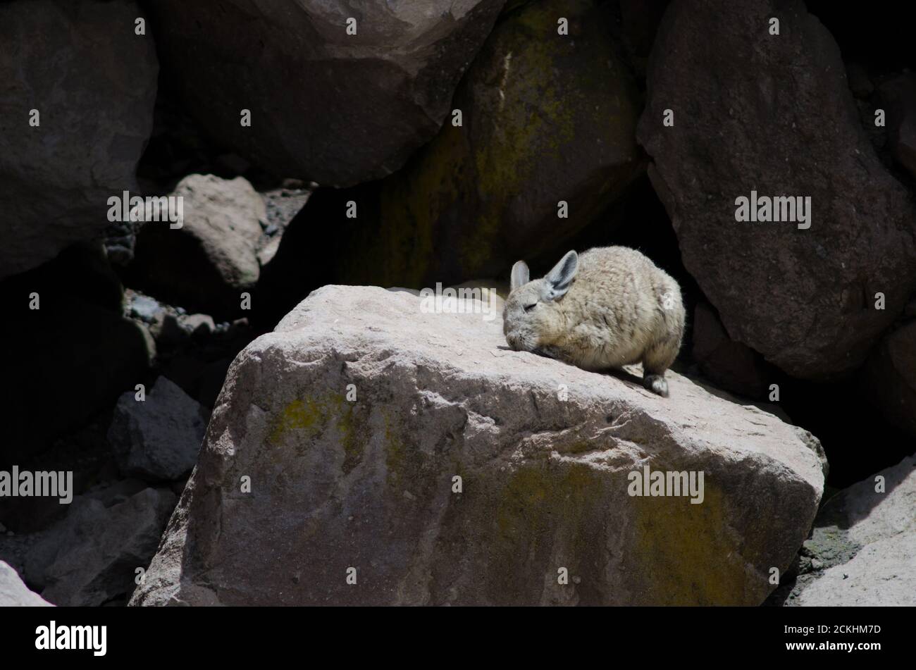 Southern viscacha Lagidium viscacia scratching and sunbathing on a rock ...